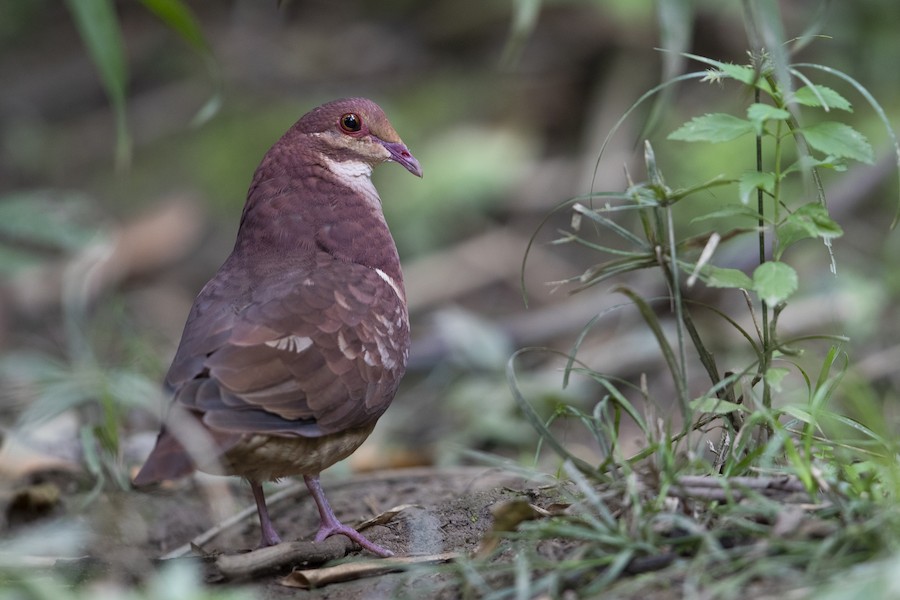 Ruddy Quail-Dove (Ruddy) - eBird