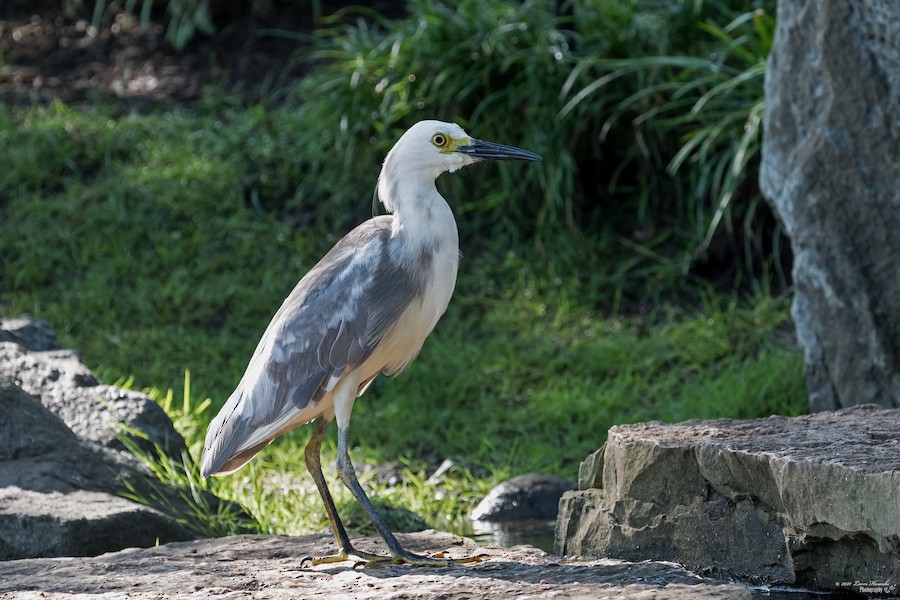 Garza Dedos Dorados x Azul (híbrido) - eBird