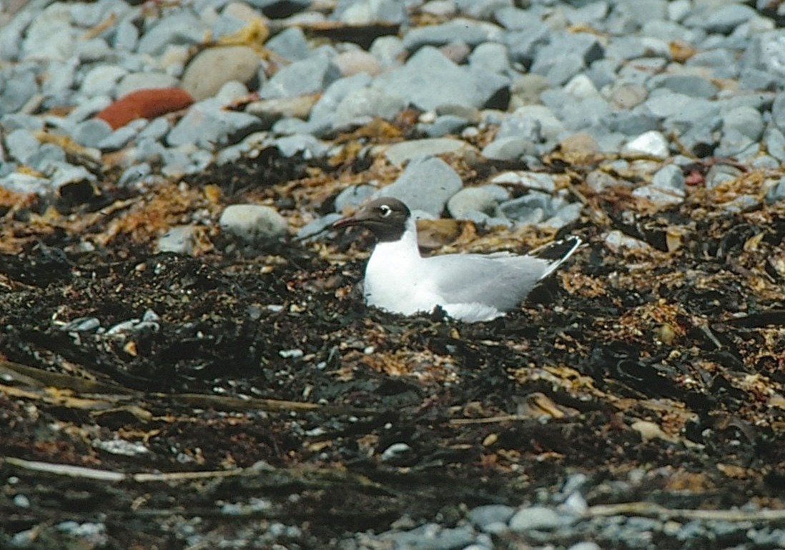 eBird Checklist - 8 Jun 1996 - Alaska Maritime NWR--Attu Island - 19 ...