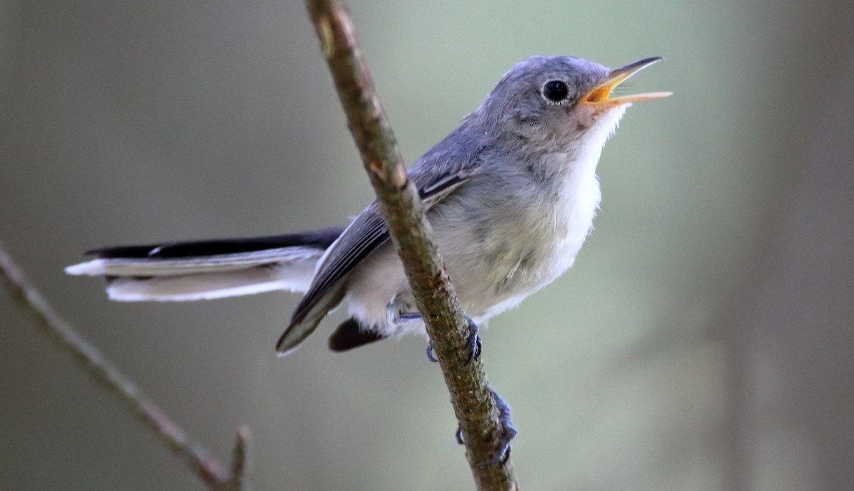 Maryland-DC Breeding Bird Atlas Checklist - 27 Jul 2021 - Susquehanna ...