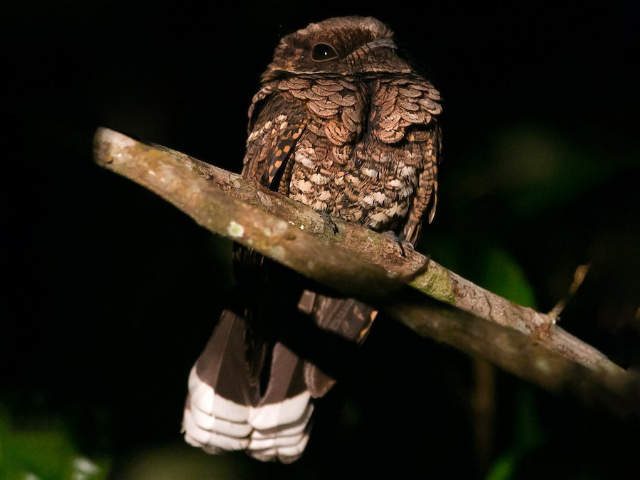 Yucatan Poorwill - eBird