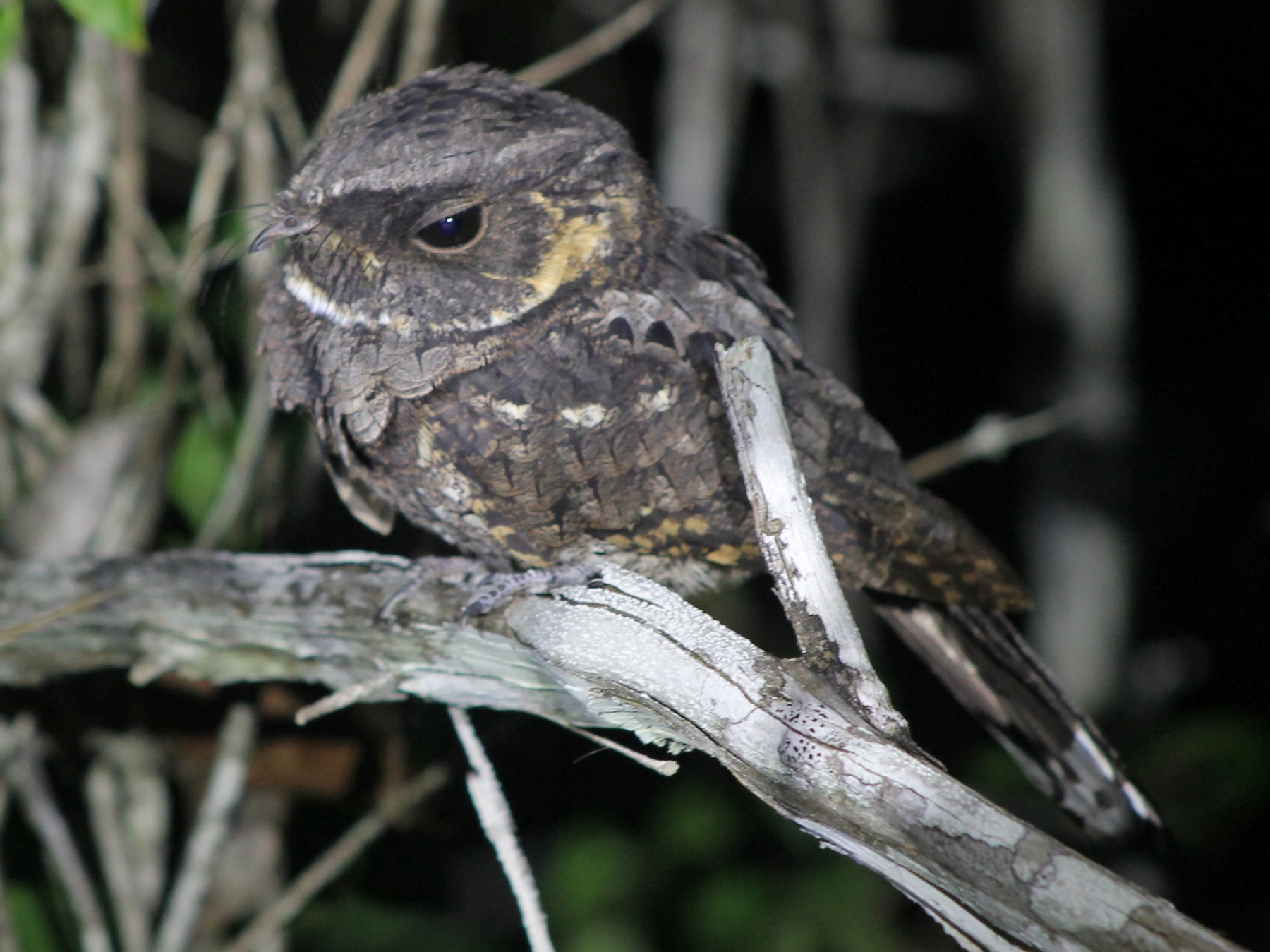 Yucatan Poorwill - eBird
