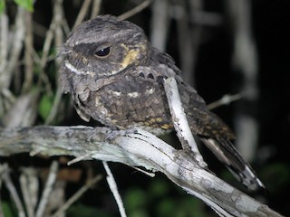 Yucatan Poorwill - eBird