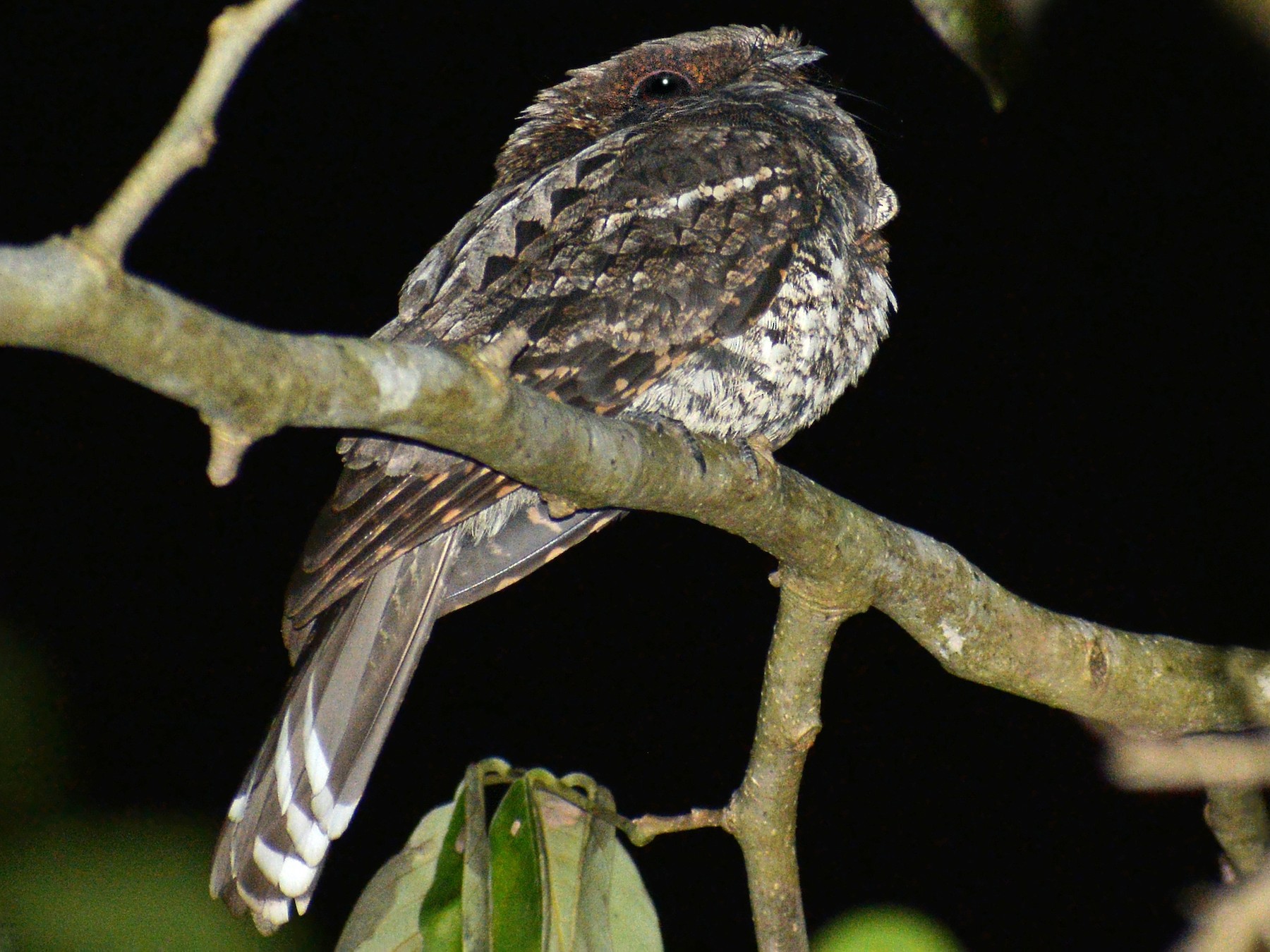 Yucatan Poorwill - eBird