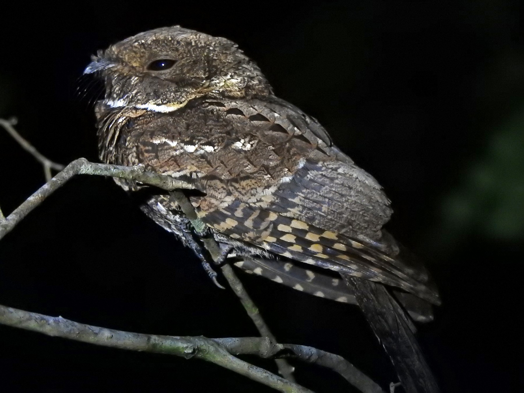 Yucatan Poorwill - eBird
