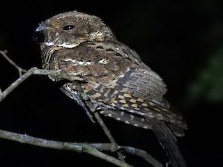 Yucatan Poorwill - eBird