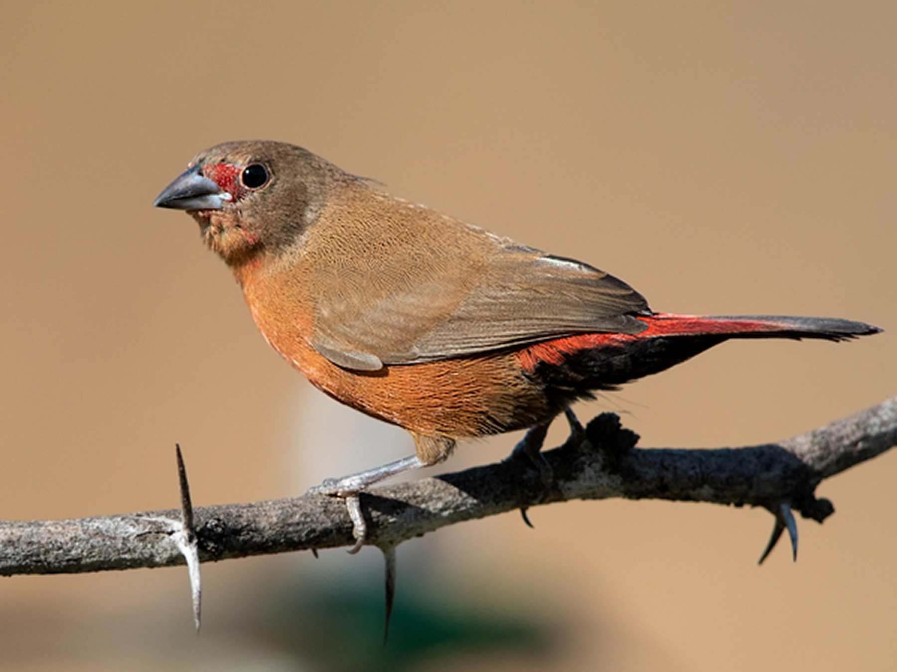 Jameson's Firefinch - eBird