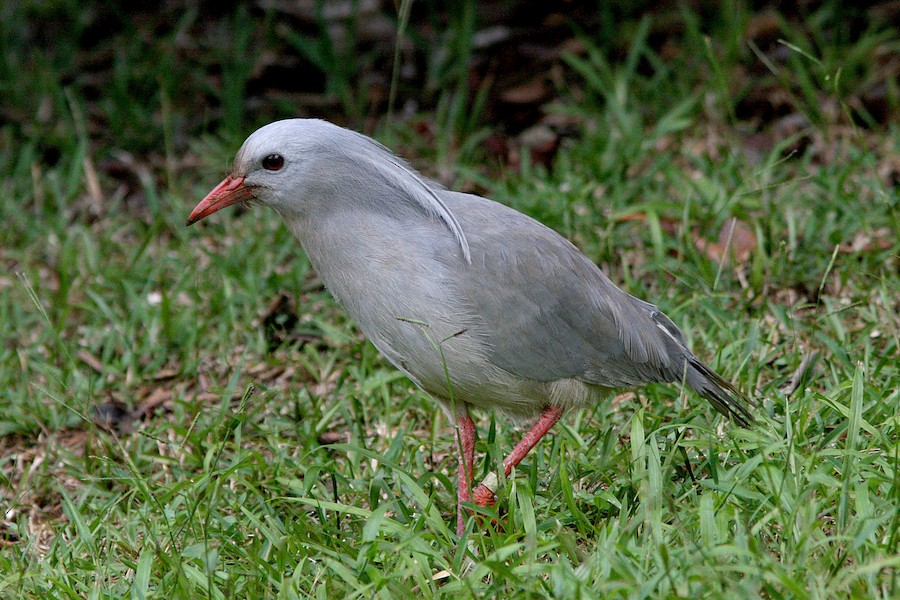 Kagu - eBird
