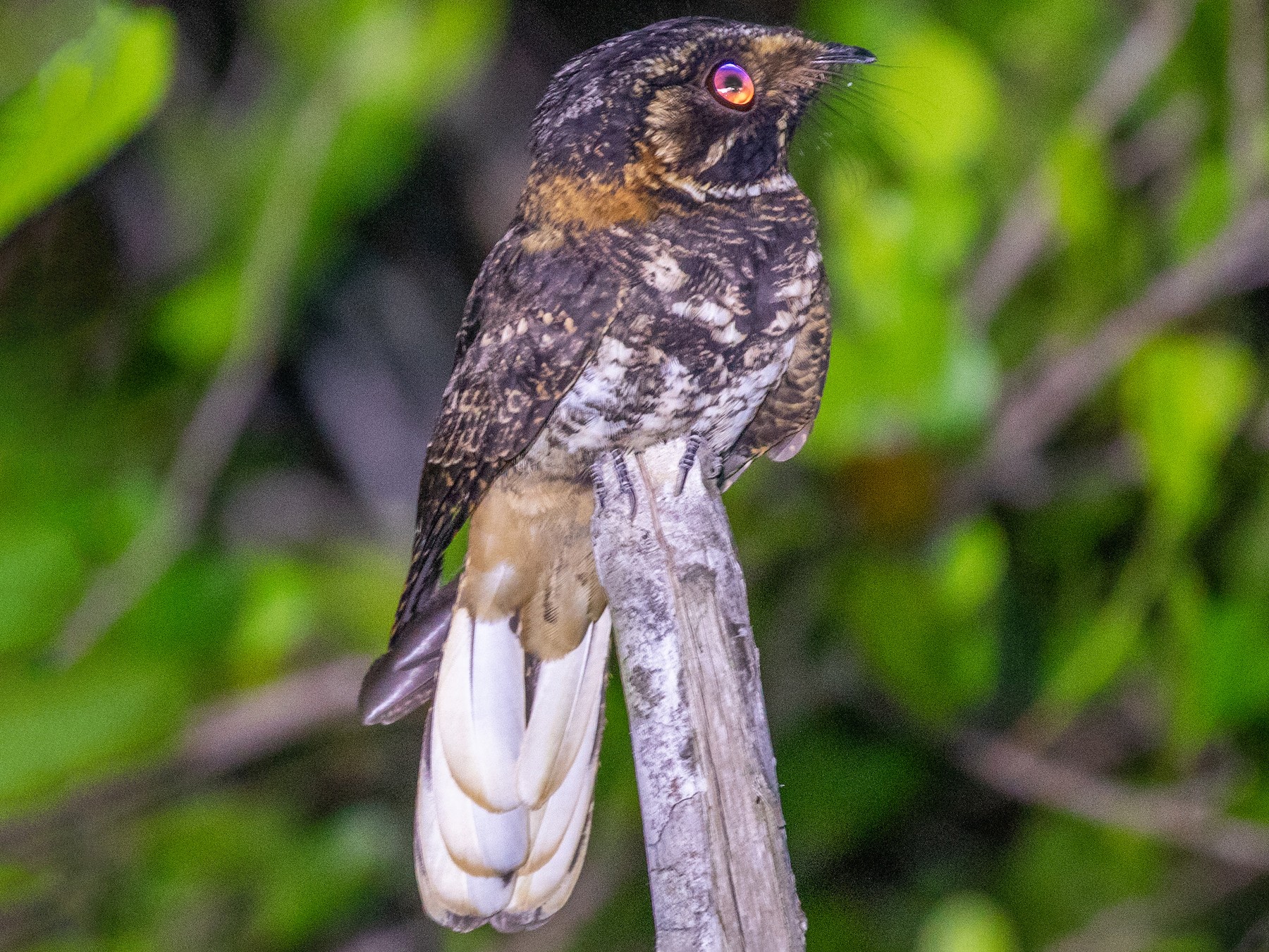 Yucatan Nightjar - eBird
