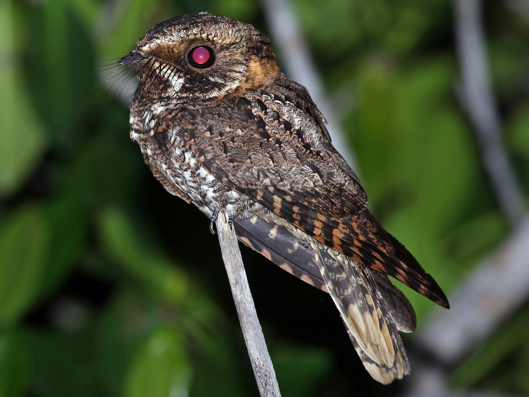 Yucatan Nightjar - eBird