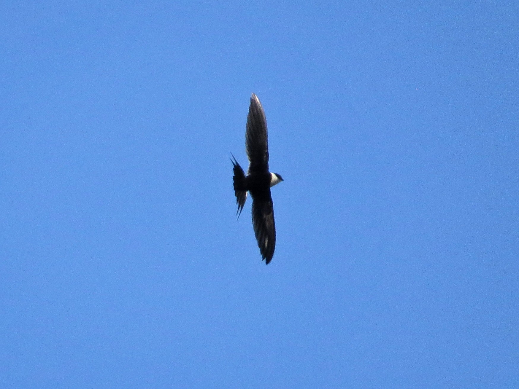 Great Swallow-tailed Swift - eBird