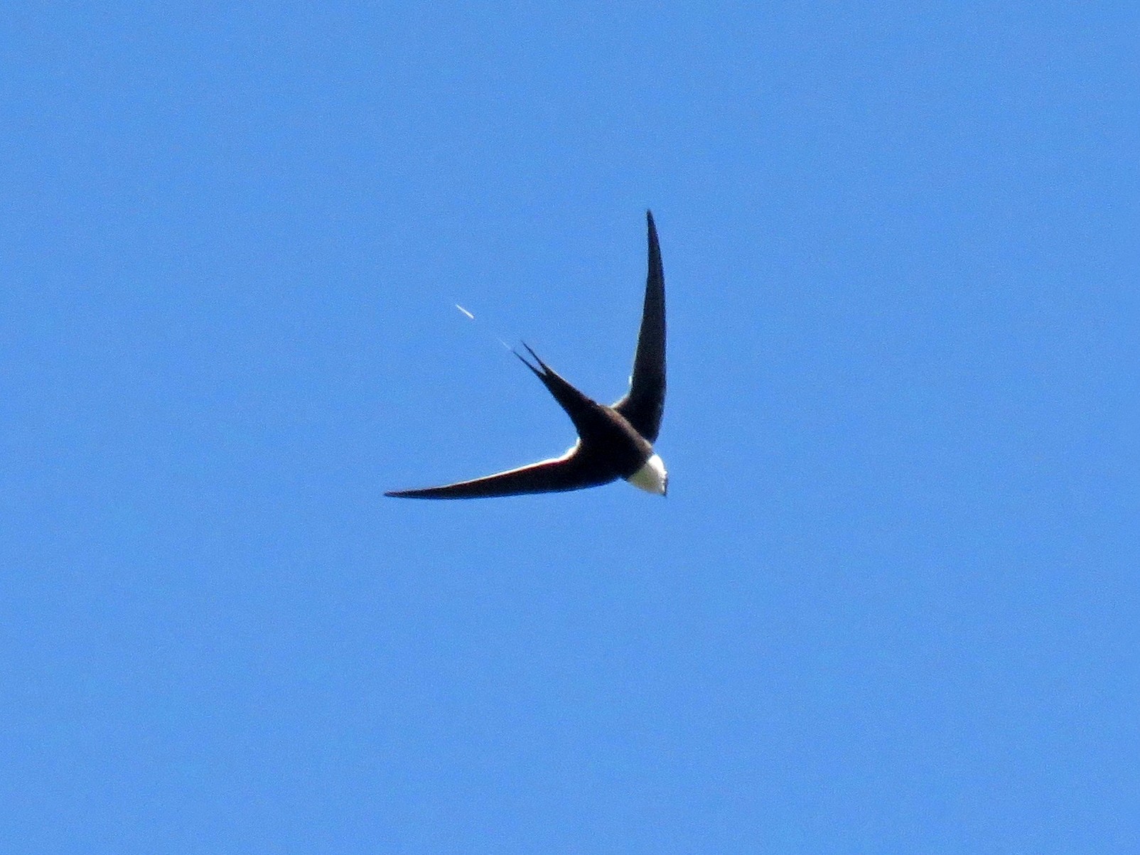 Great Swallow-tailed Swift - eBird