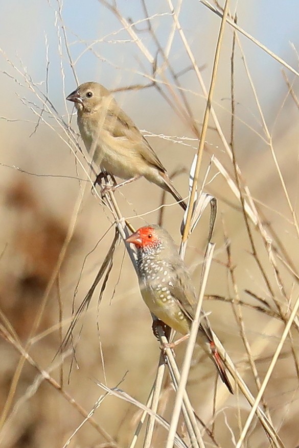 eBird Checklist - 28 Jul 2021 - Karumba Developmental Road, Karumba AU ...