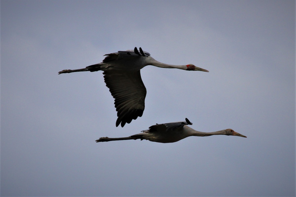 eBird Checklist - 24 Jun 2021 - Karumba to Karumba Point Walkway and ...