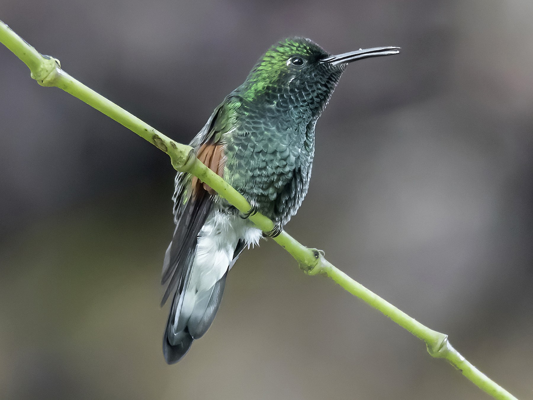 White-tailed Hummingbird - eBird