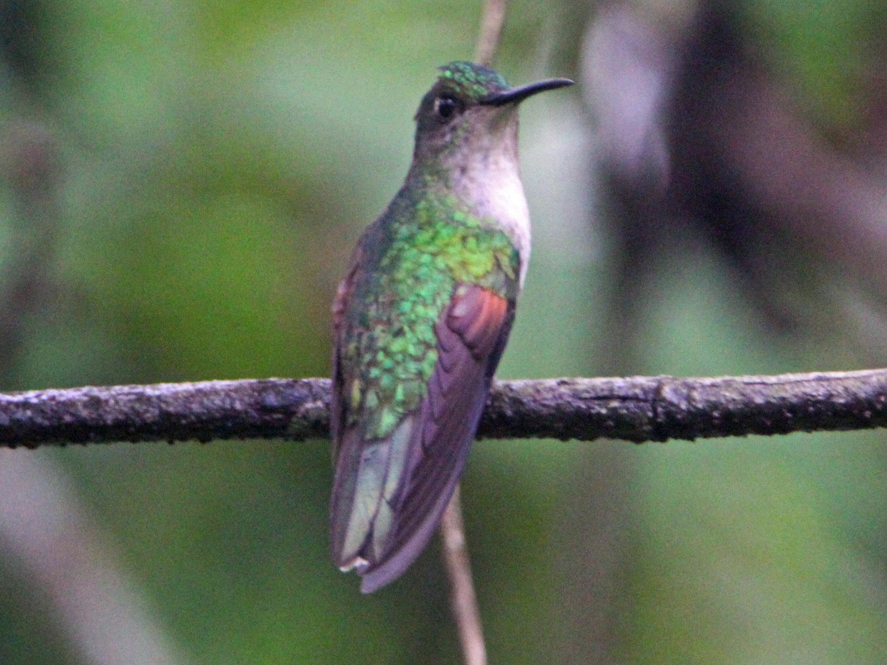 White-tailed Hummingbird - eBird