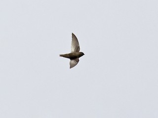 Chestnut-collared Swift - eBird