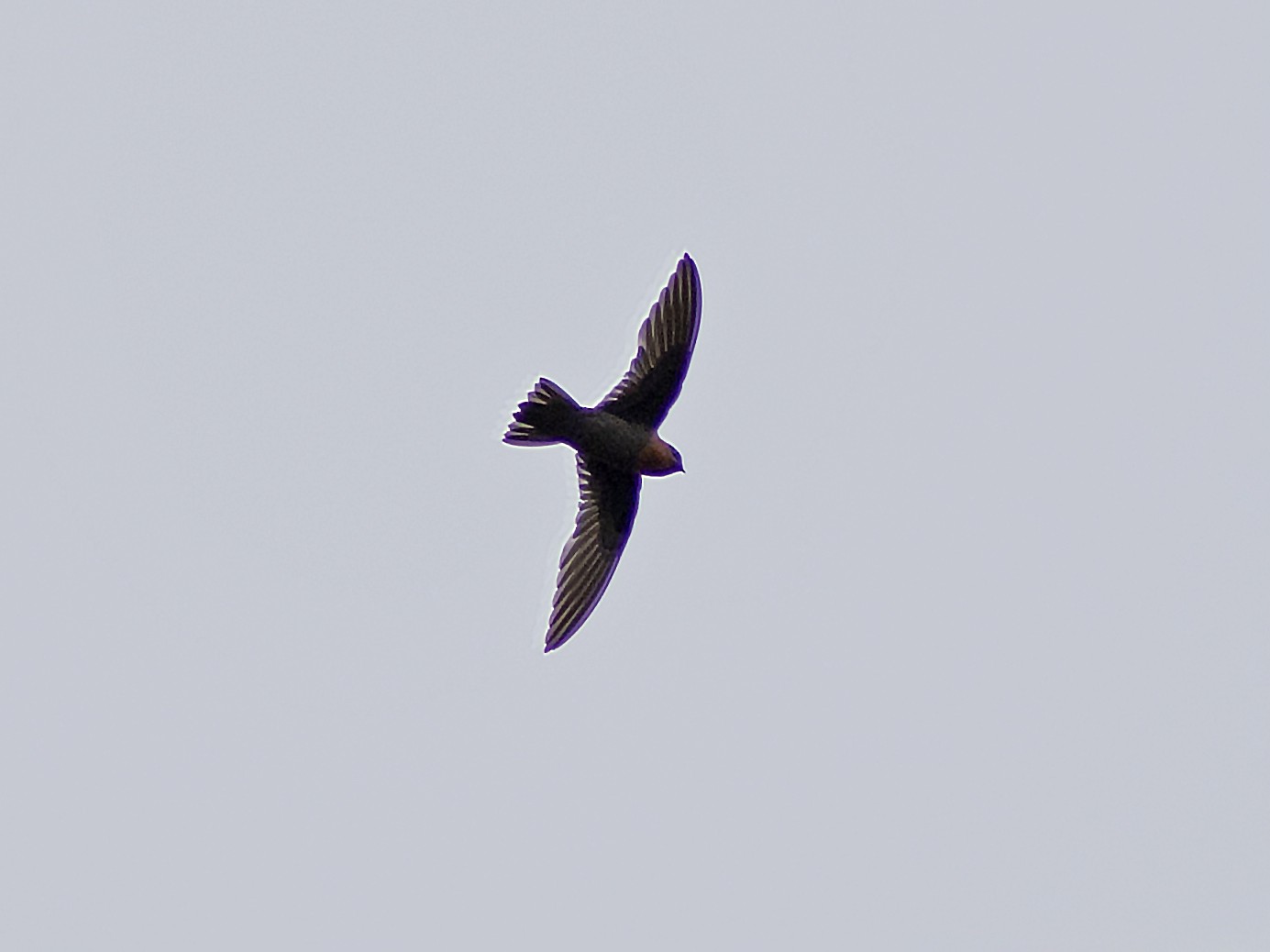 Chestnut-collared Swift - eBird