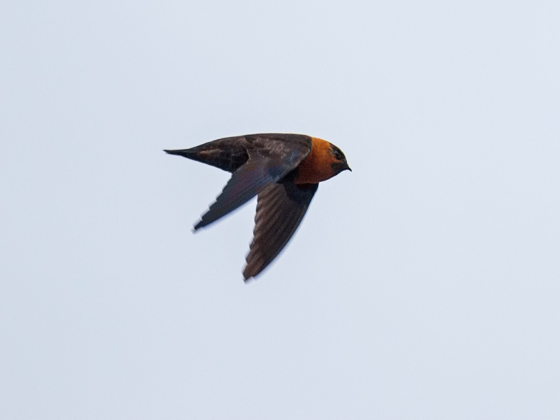 Chestnut-collared Swift - eBird