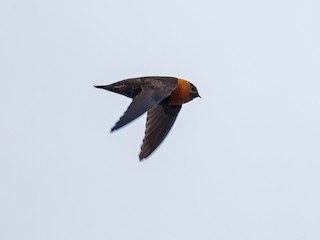 Chestnut-collared Swift - eBird