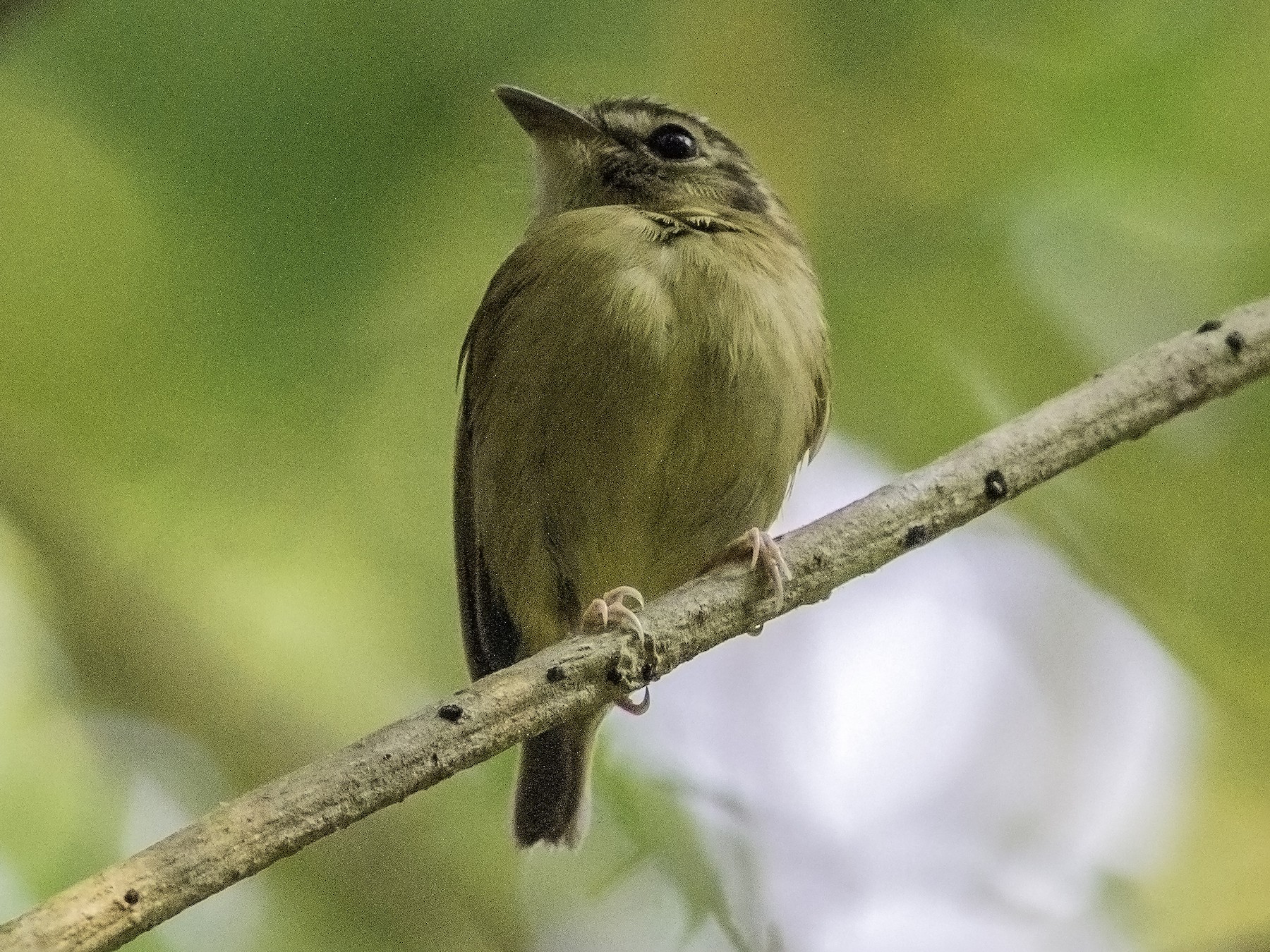 Stub-tailed Spadebill - eBird