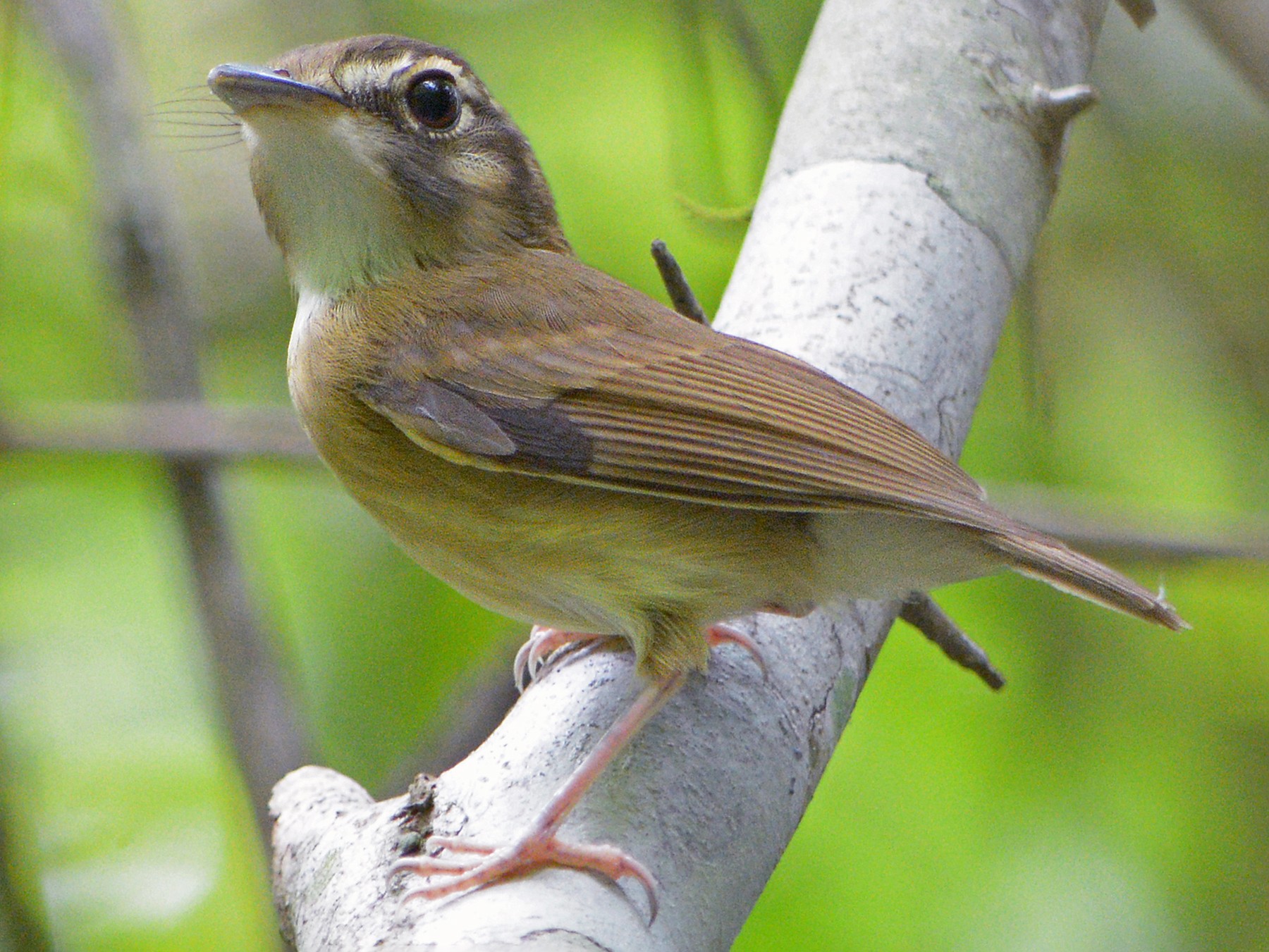 Stub-tailed Spadebill - eBird