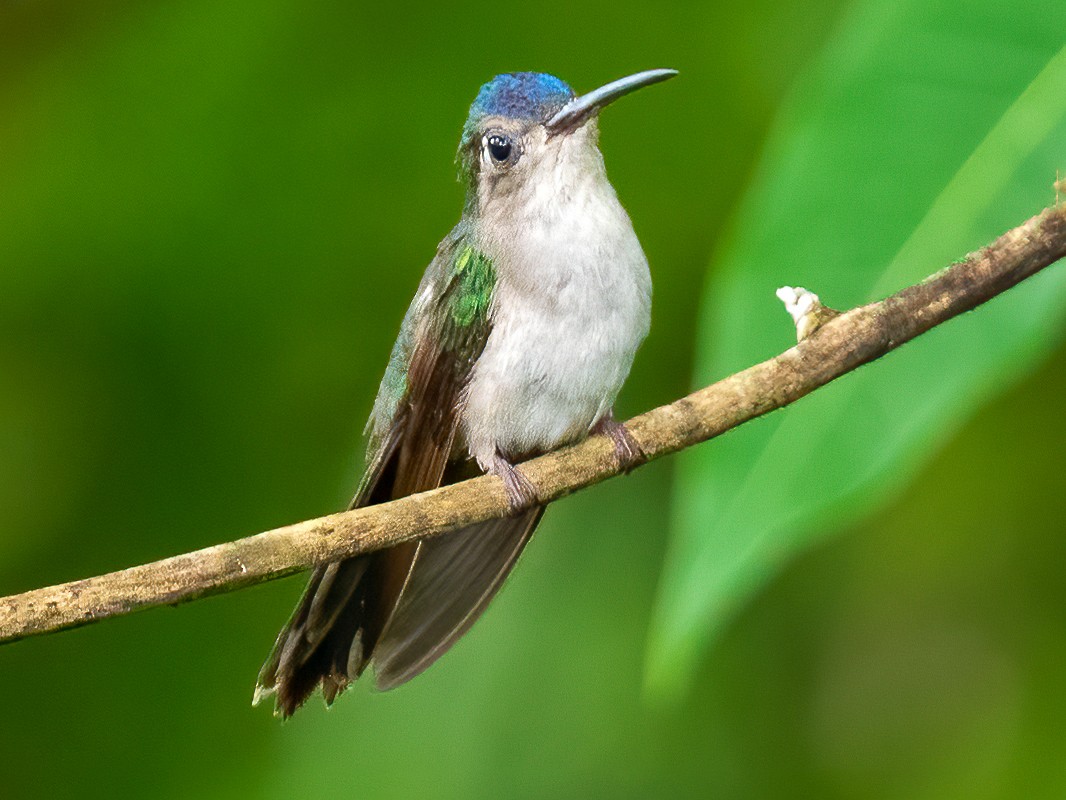 Wedge-tailed Sabrewing (Long-tailed) - eBird