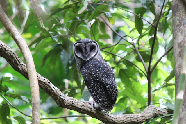 Lesser Sooty Owl