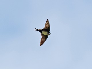 Black-capped Swallow - eBird