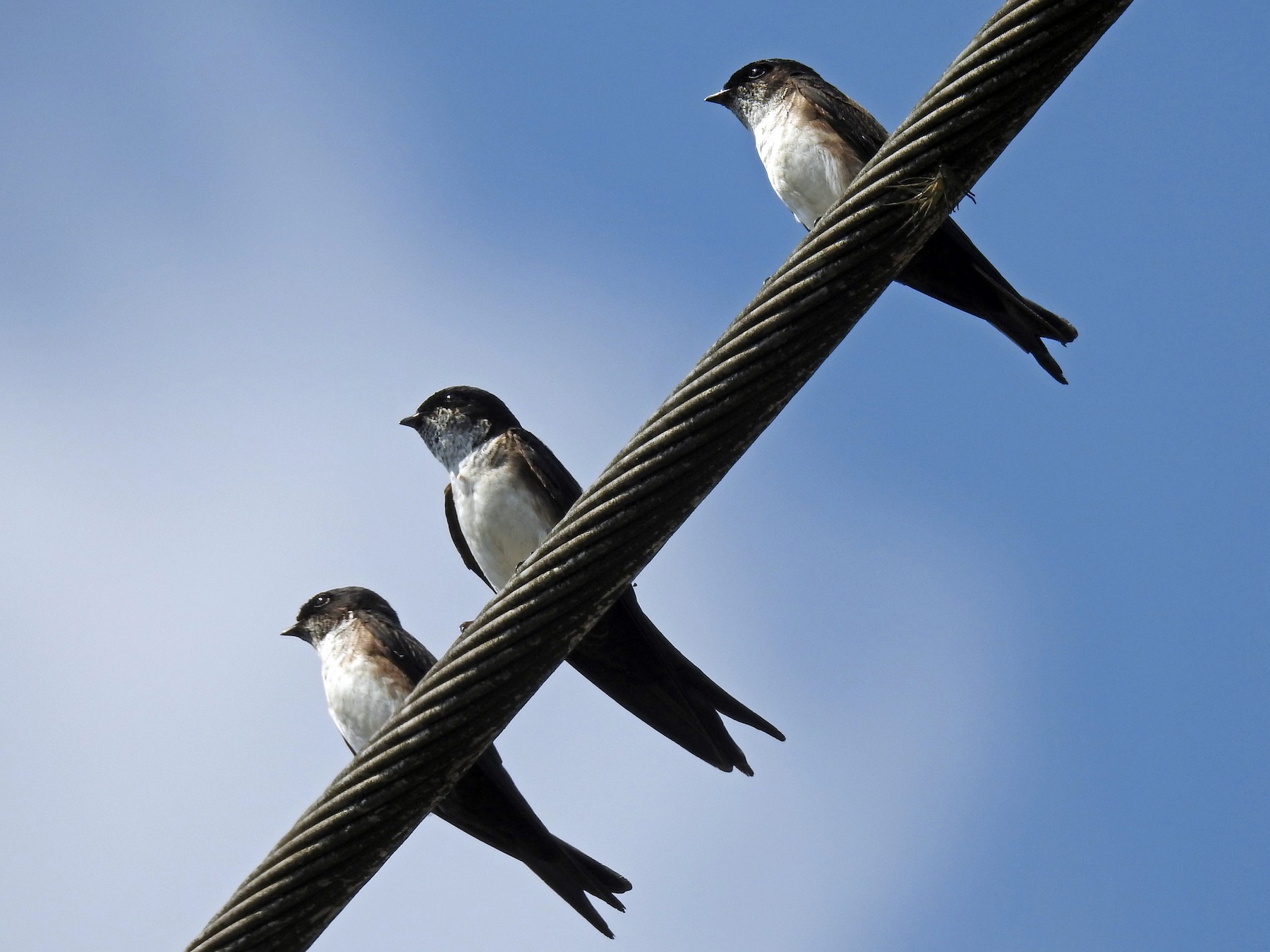 Black-capped Swallow - eBird