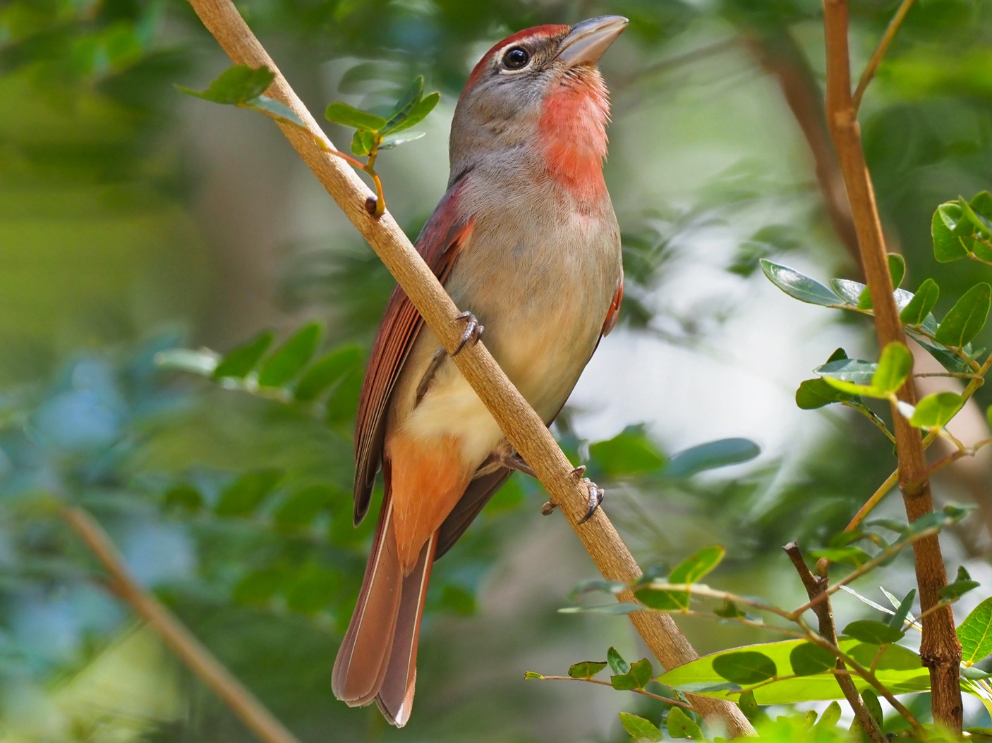 Rose-throated Tanager - eBird