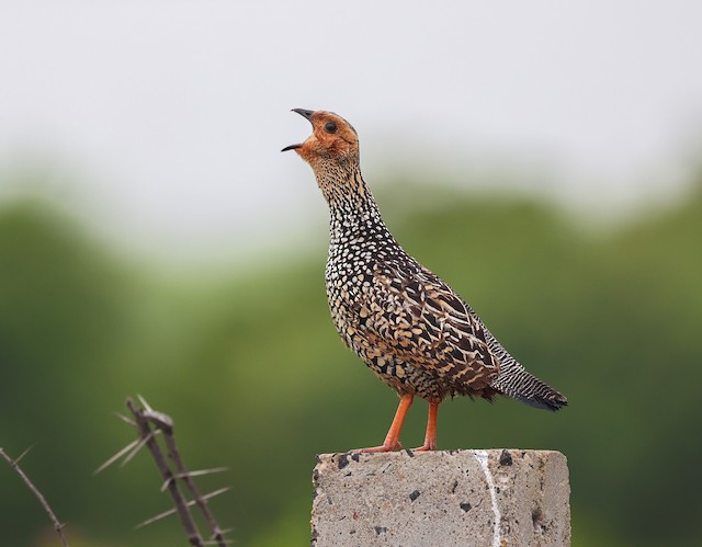 News - eBird India