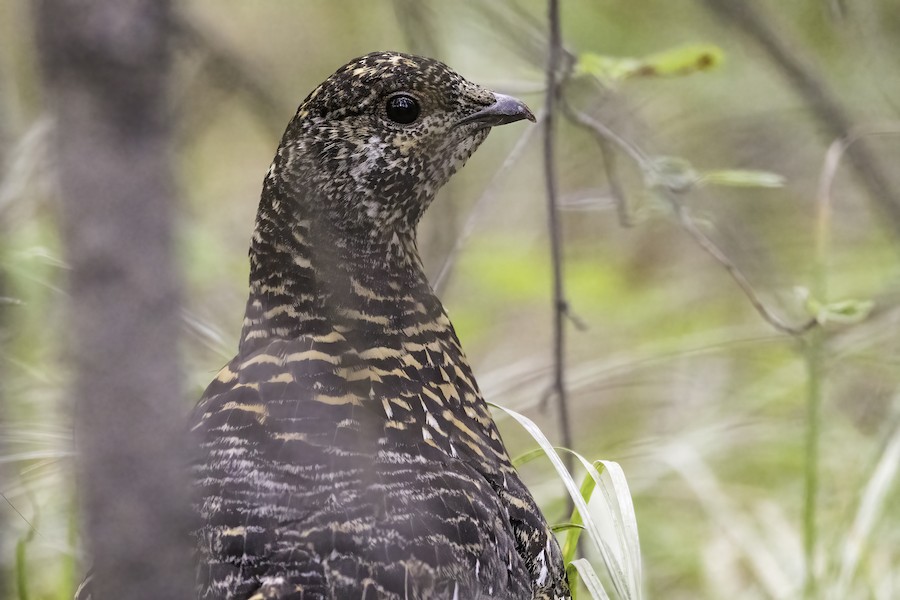 Spruce Grouse (Franklin's) - eBird