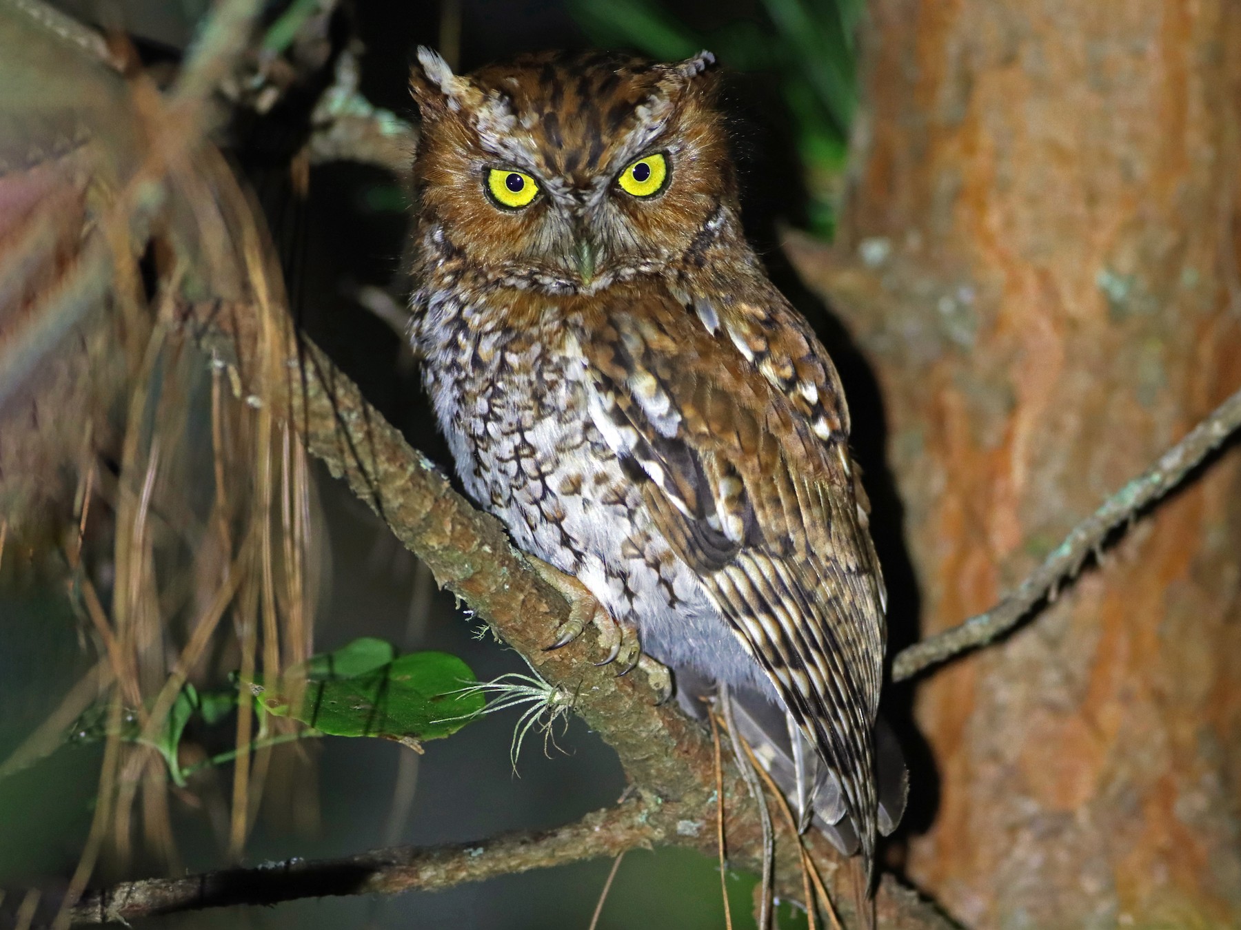 Bearded Screech-Owl - eBird