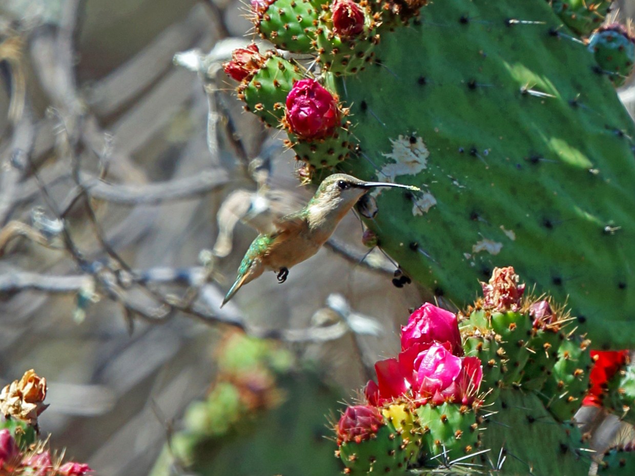 Beautiful Hummingbird - eBird