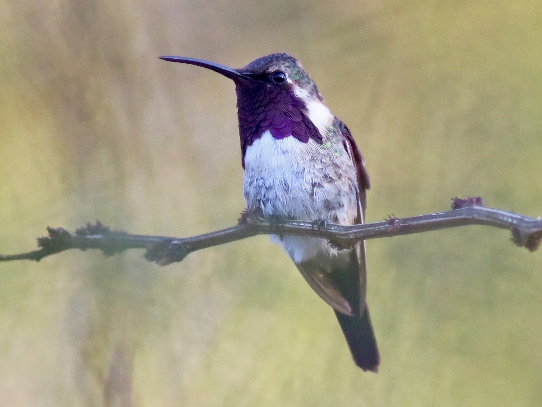 Colibrí Mixteco - eBird