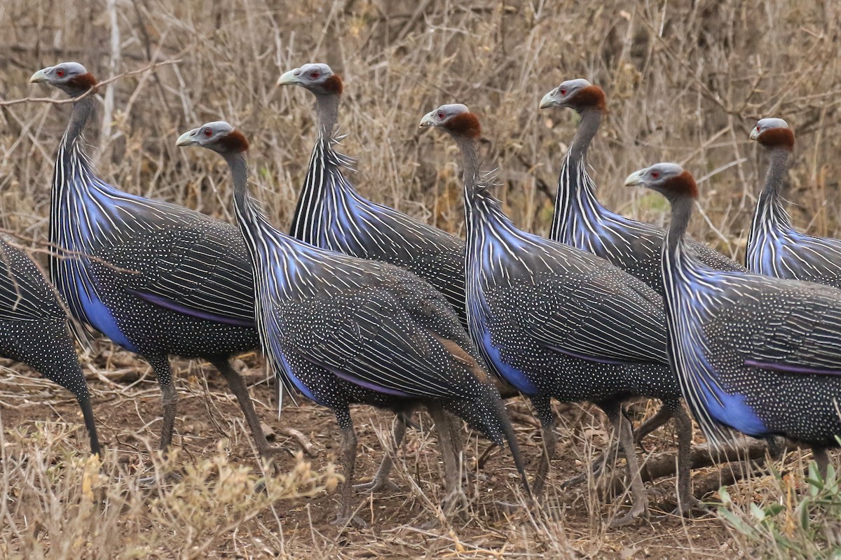 eBird Checklist - 21 Jul 2021 - Yabello area - 92 species