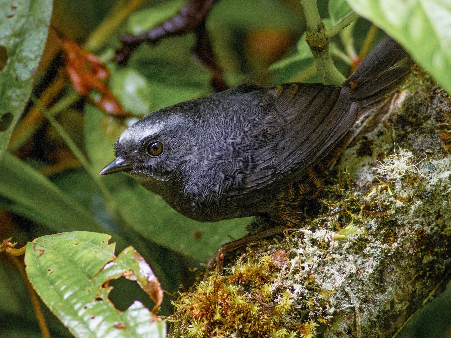 Silvery-fronted Tapaculo - eBird