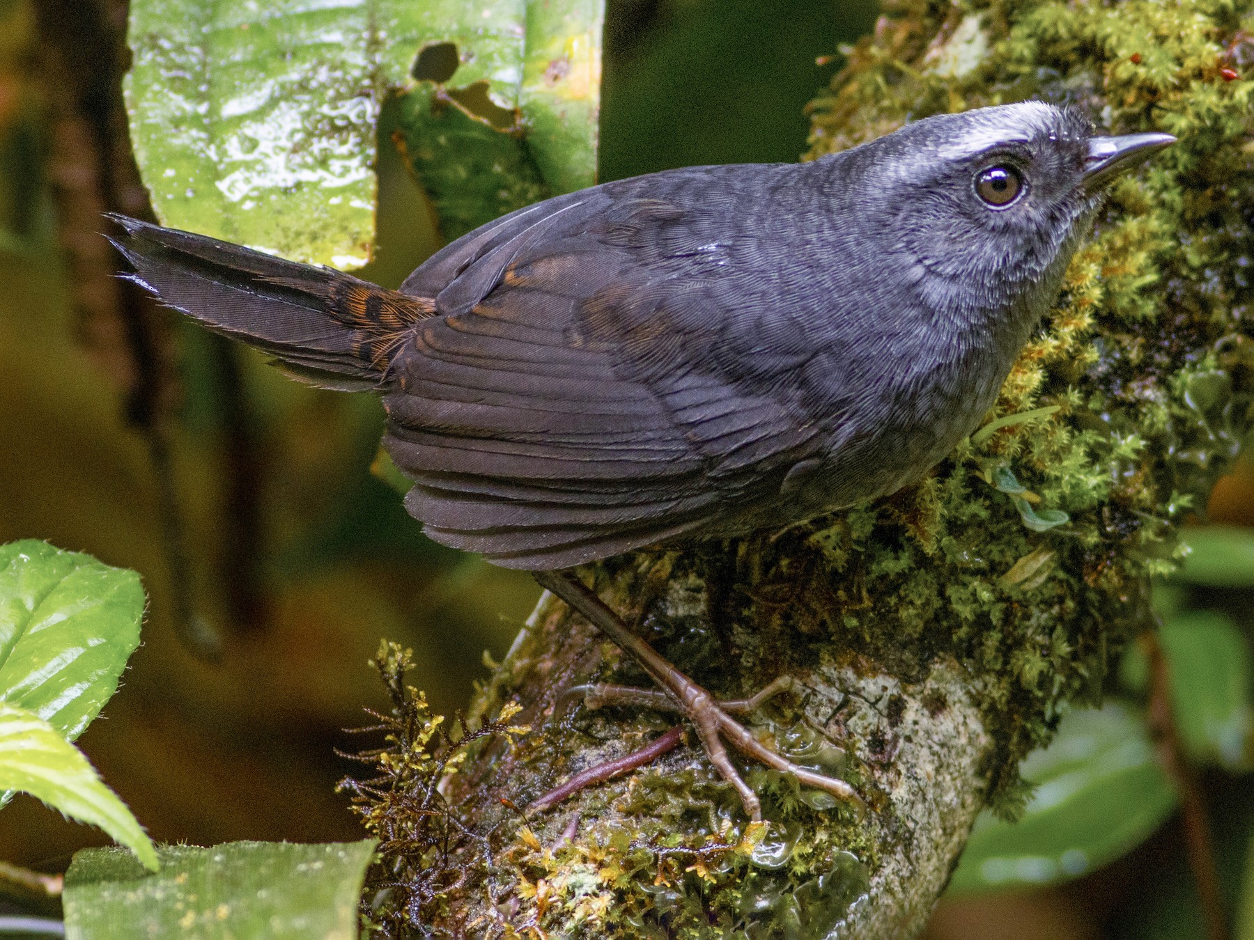 Silvery-fronted Tapaculo - eBird