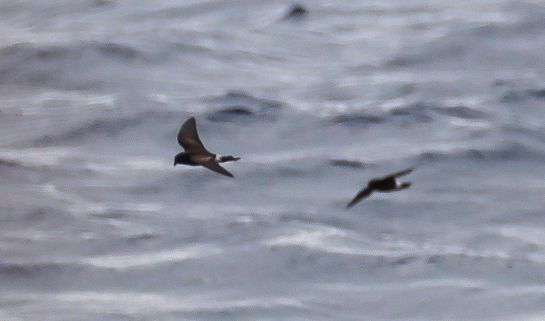 eBird Checklist - 31 Jul 2021 - Hatteras Pelagic - On the Shelf ...