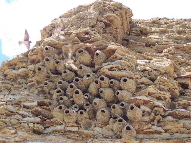 Cliff Swallows Adaptation – Sabrina's Bird Blog