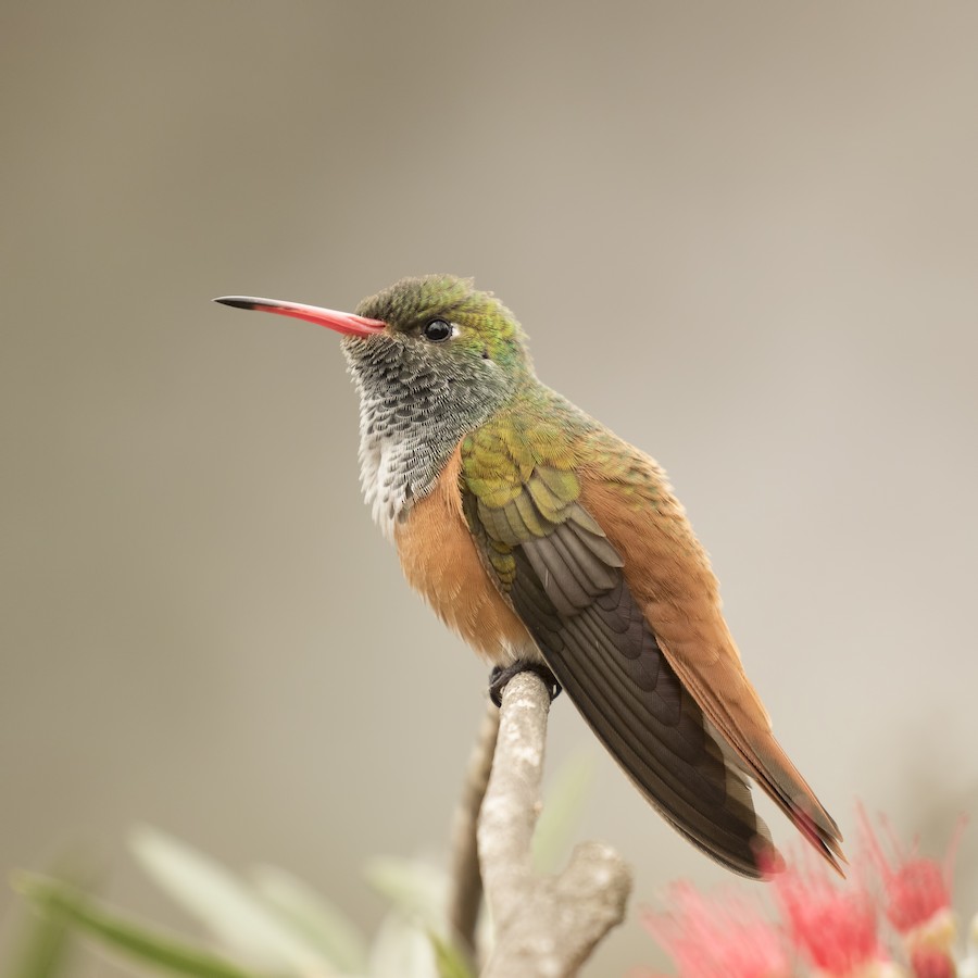 Amazilia Hummingbird (Green-throated) - eBird