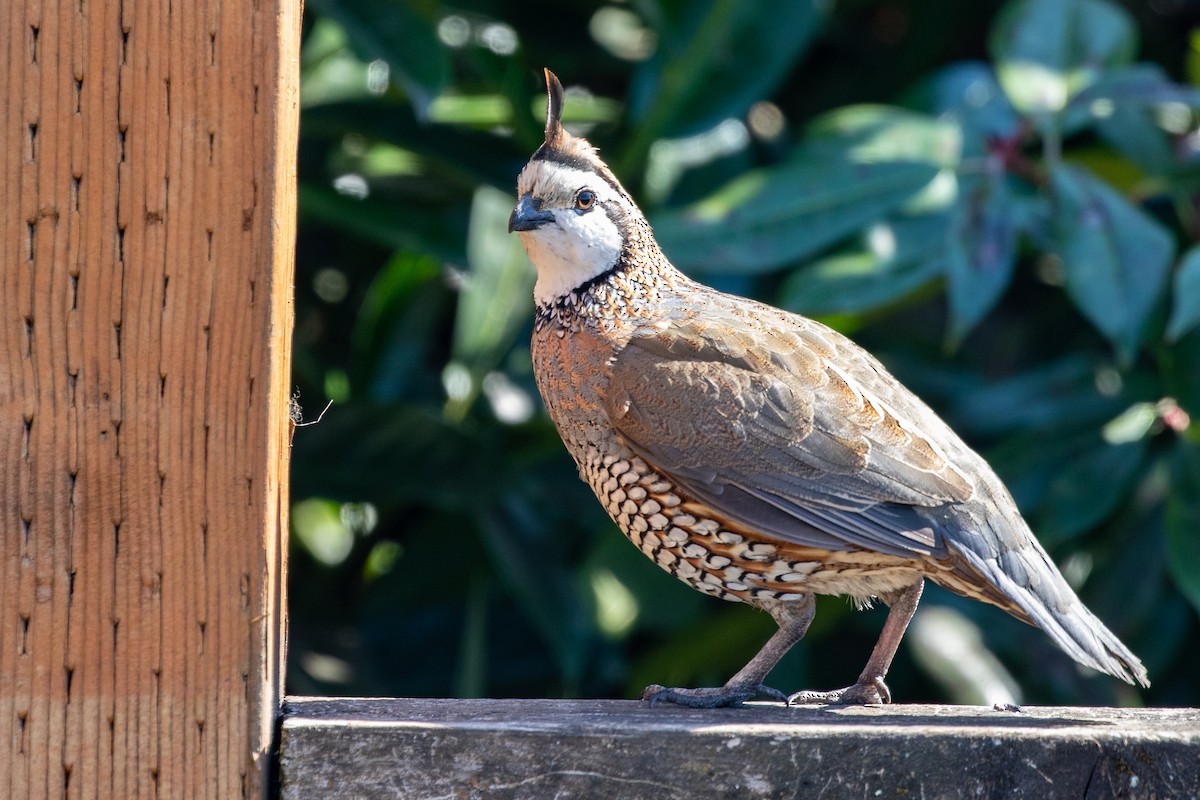 Northern Bobwhite x California Quail (hybrid) - eBird