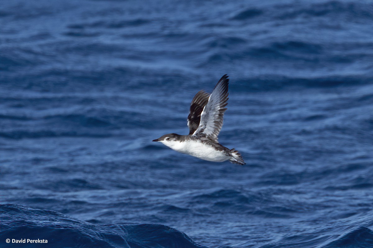 eBird Checklist - 31 Jul 2021 - Offshore--northern Santa Cruz Basin ...