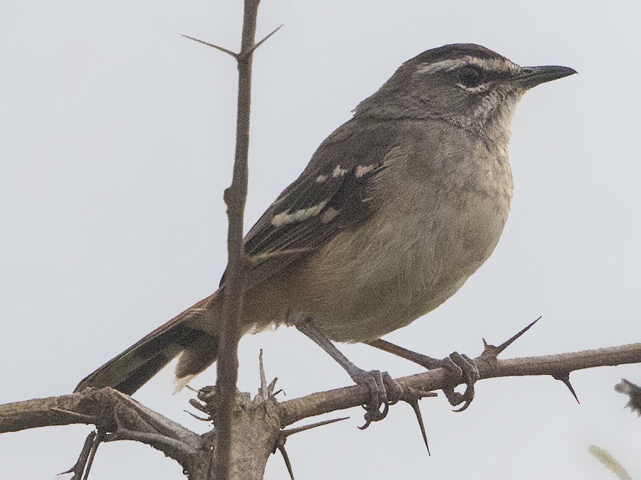 Brown-backed Scrub-Robin - eBird