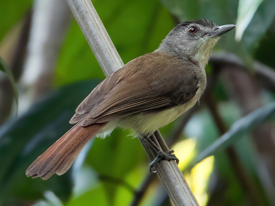 Sooty-capped Babbler - eBird