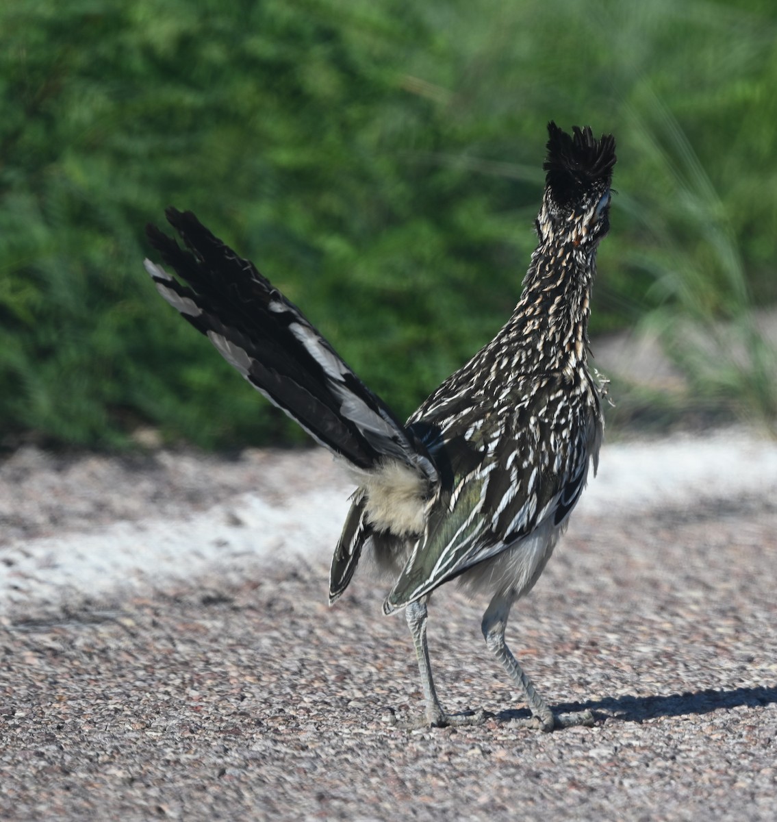 eBird Checklist - 4 Aug 2021 - leaving my street - 1 species