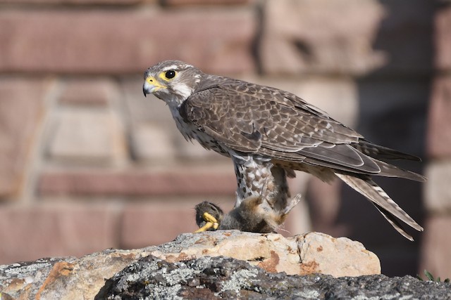 Juvenile Prairie Falcon