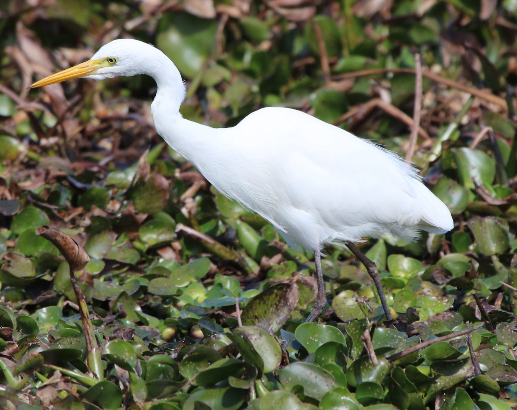 Intermediate Egret (Plumed) - eBird