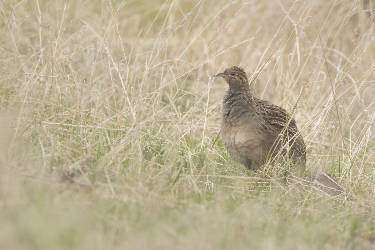 eBird Chile Checklist - 7 Aug 2021 - Parque Cordillera San Carlos de ...